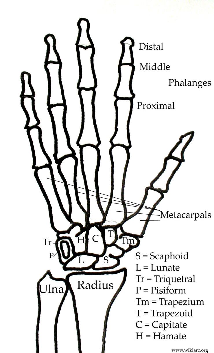 Hamate Scaphoid Pisiform Triquetral Trapezoid Proximal Lunate ...